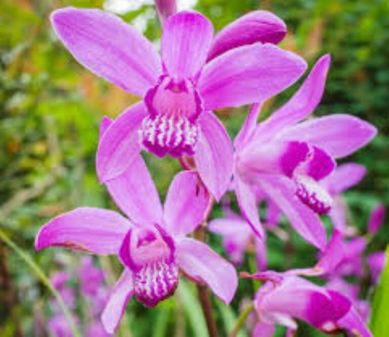 Bletilla Striata: The Elegant Chinese Ground Orchid for Your Garden